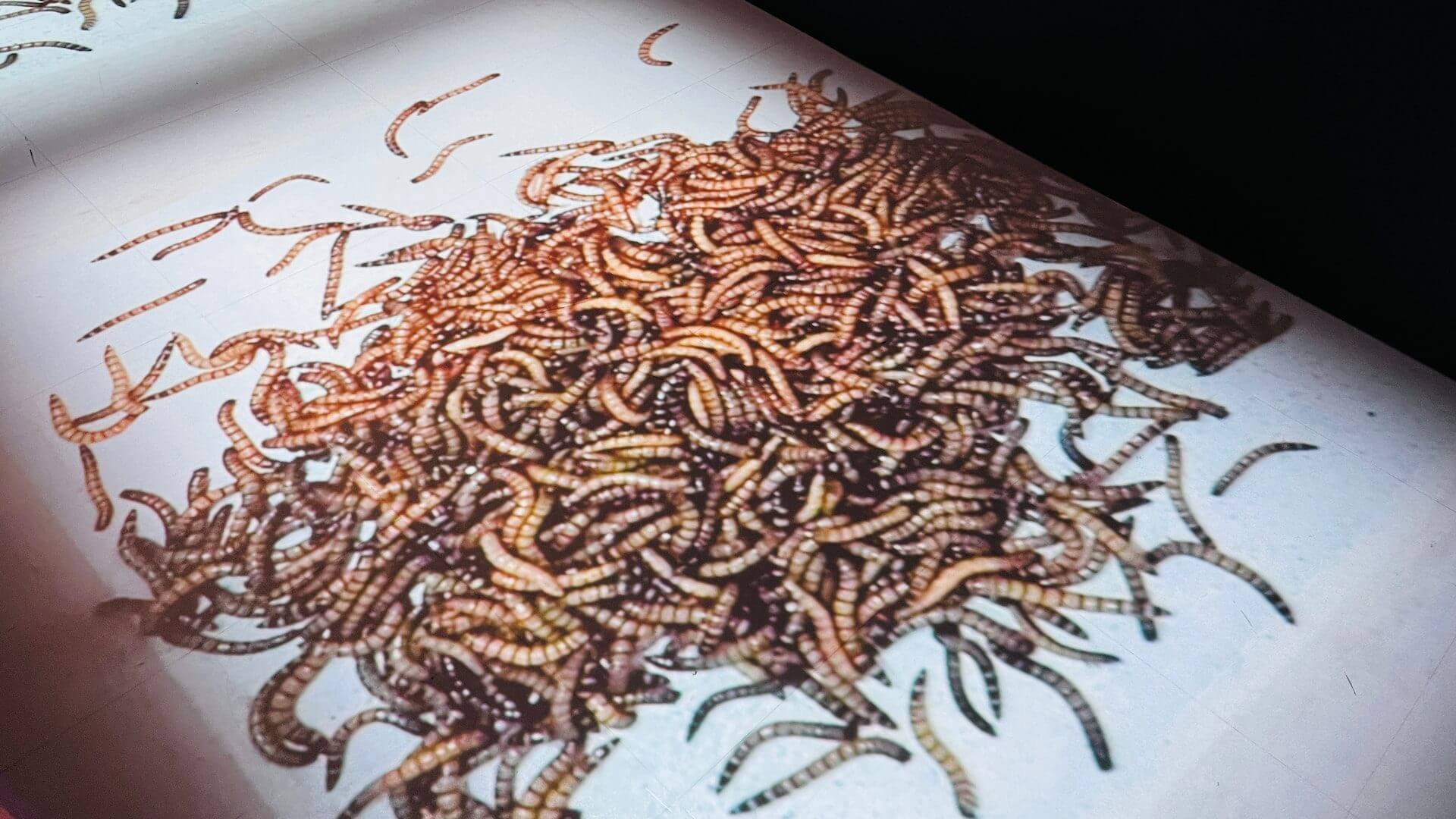 【閲覧注意】キモい生き物が大集合「キモい展2022 in 広島」に行ってみた